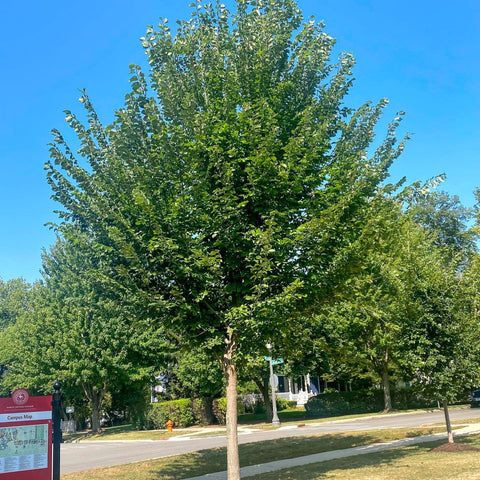 Trees – Eden Prairie Tree Sale